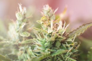 How To Grow Top Shelf Bud - Max's Indoor Grow Shop